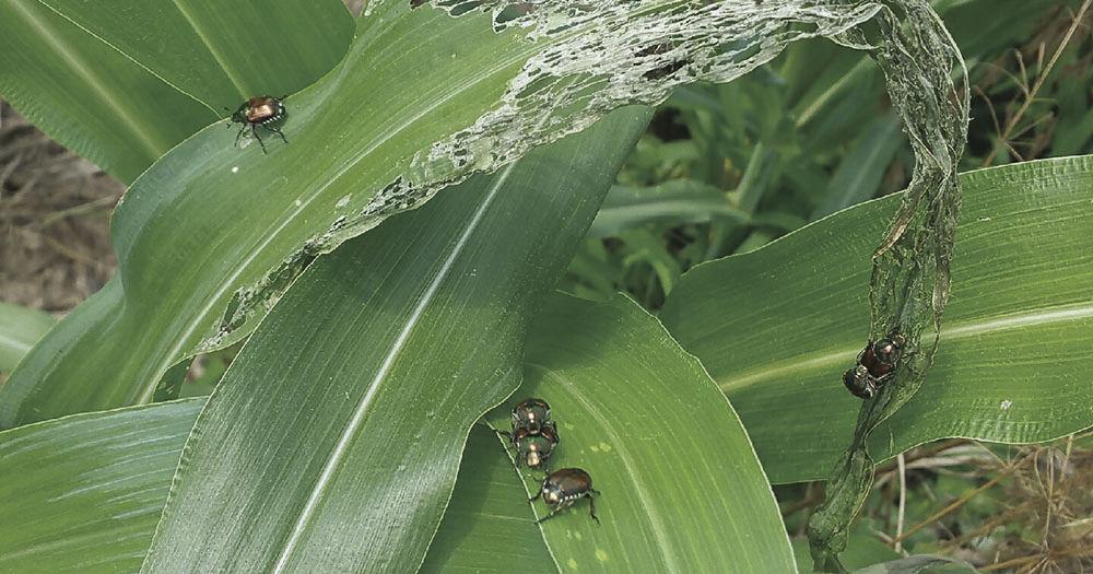 Entomologist lists top invasive insects to watch in Missouri crops ...