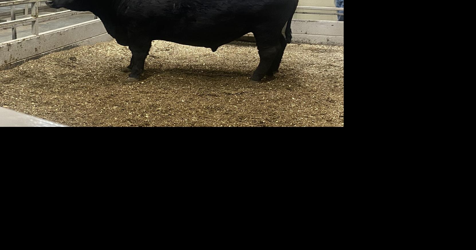 Good cattle market led to a strong bull sale in Springfield | News ...
