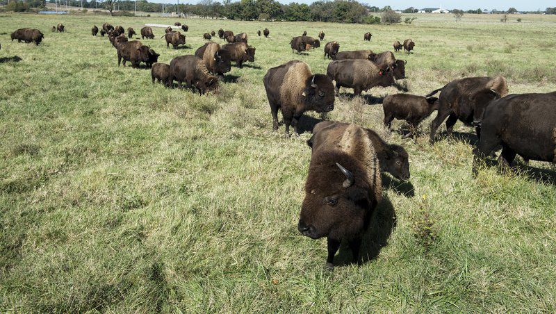 Quapaw Nation gets bison herd from Grand Canyon National Park | News ...