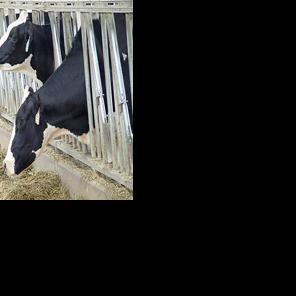 Rethink how you use your herd health tools | News | farmtalknews.com