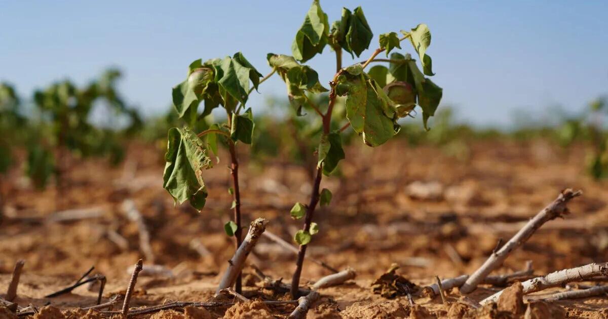 USDA reminds producers of spring/fall application deadlines for ...