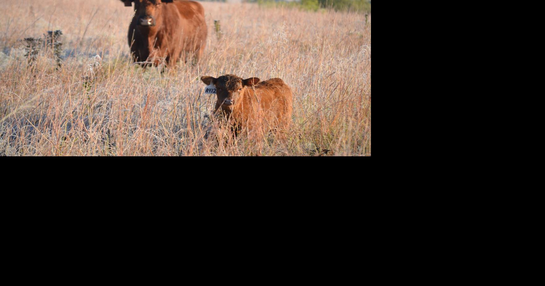 Understanding hidden parasites can help producers improve their bottom ...
