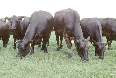 Fescue related foot rot decreases gains | News | farmtalknews.com