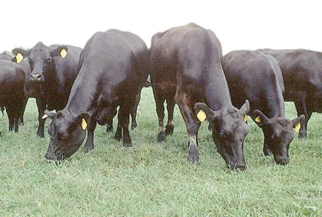 Fescue related foot rot decreases gains | News | farmtalknews.com