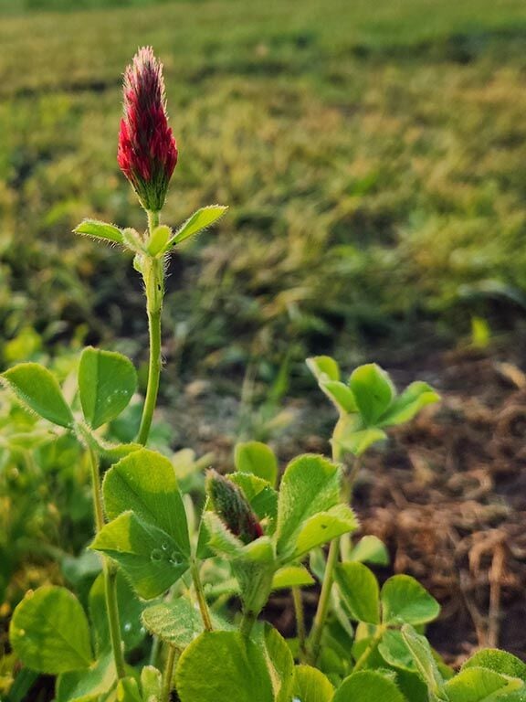 Forage matters: More about cover crops, grazing and nitrogen fixation ...
