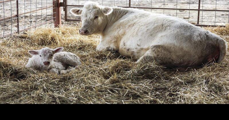 Rabies and Livestock | News | farmtalknews.com