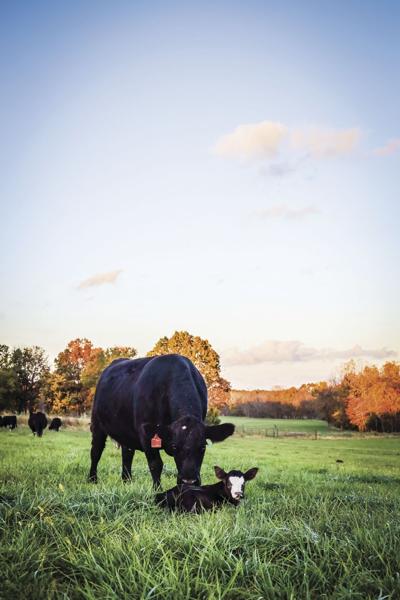 Research-based opportunities to streamline cow-calf systems | News ...