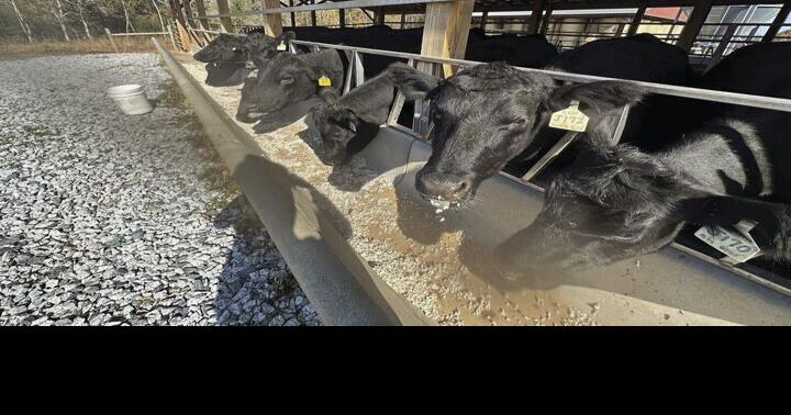 Whole cottonseed can be a good option when feeding beef cattle | News ...