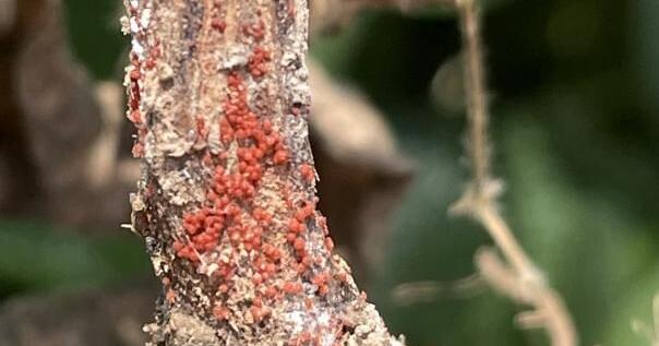 First case of red crown rot confirmed in Missouri | News | farmtalknews.com