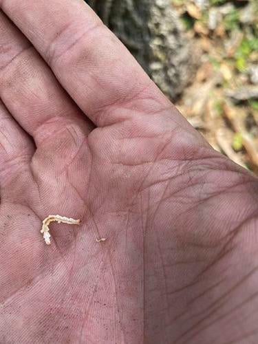 Emerald Ash Borer confirmed in 13 northeast Kansas counties | News ...