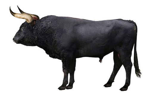 MU scientist studying ancient cattle | News | farmtalknews.com