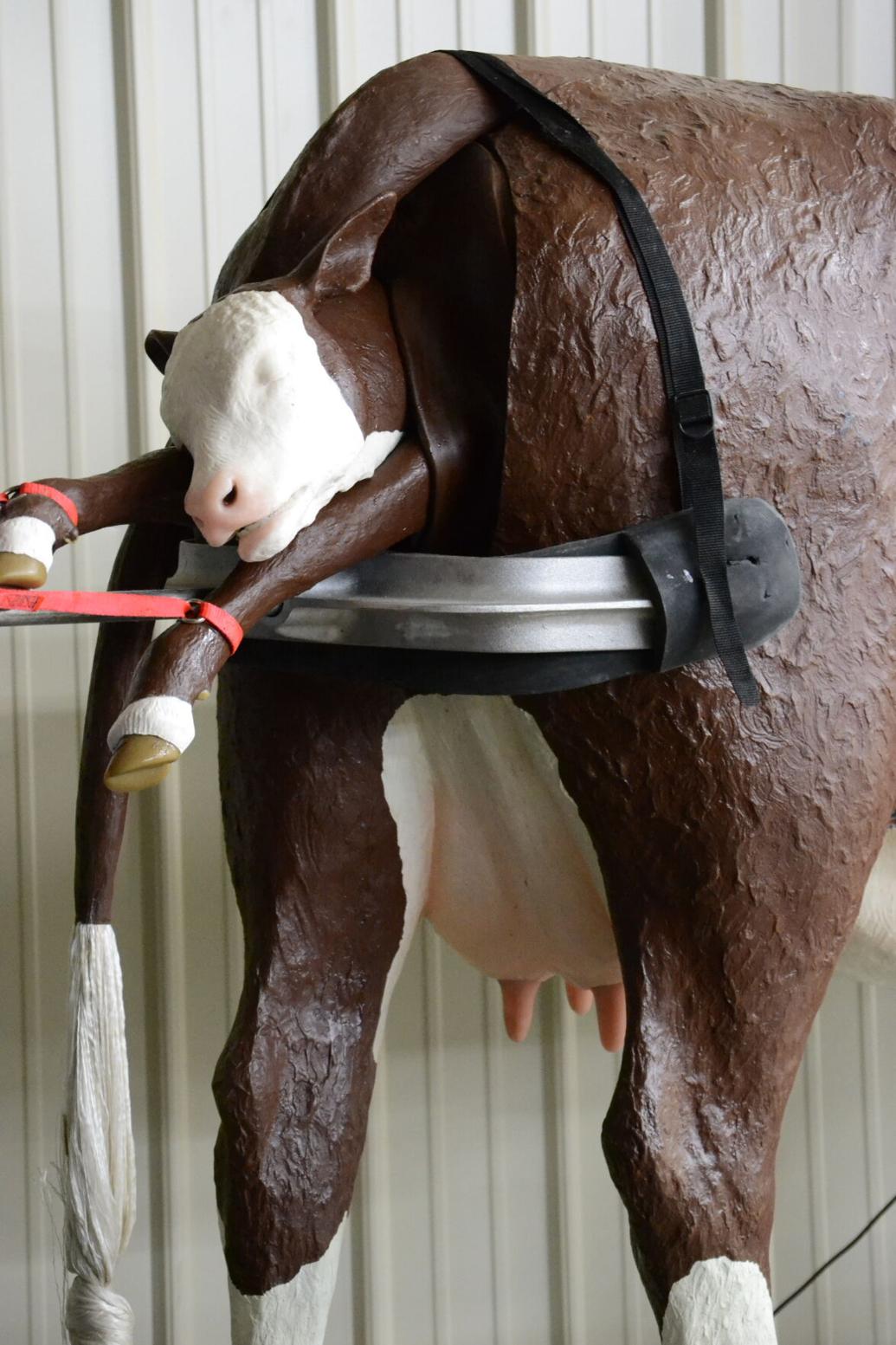 Assisted Calving: What producers need to know | News | farmtalknews.com