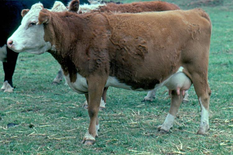 Get familiar with BCS before calving | Archives | farmtalknews.com