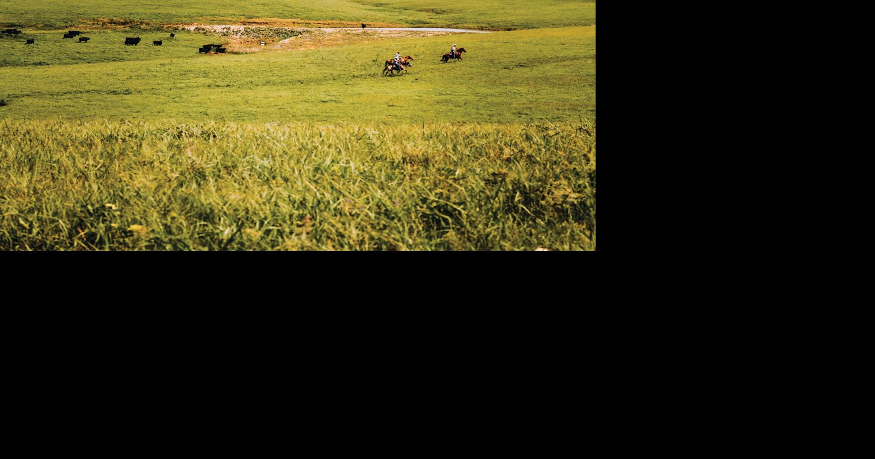 Amended USDA cattle traceability rule goes into effect in November ...