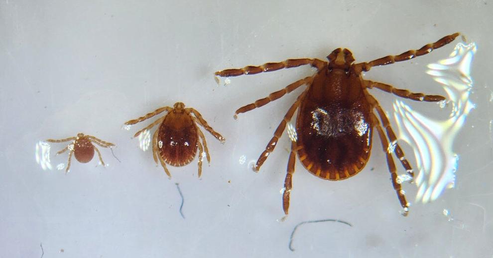 Asian longhorned tick confirmed in Kansas for the first time | News ...