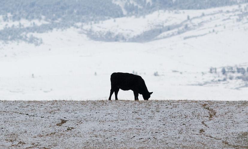 5 ways to prepare for winter on your regenerative ranch | News ...