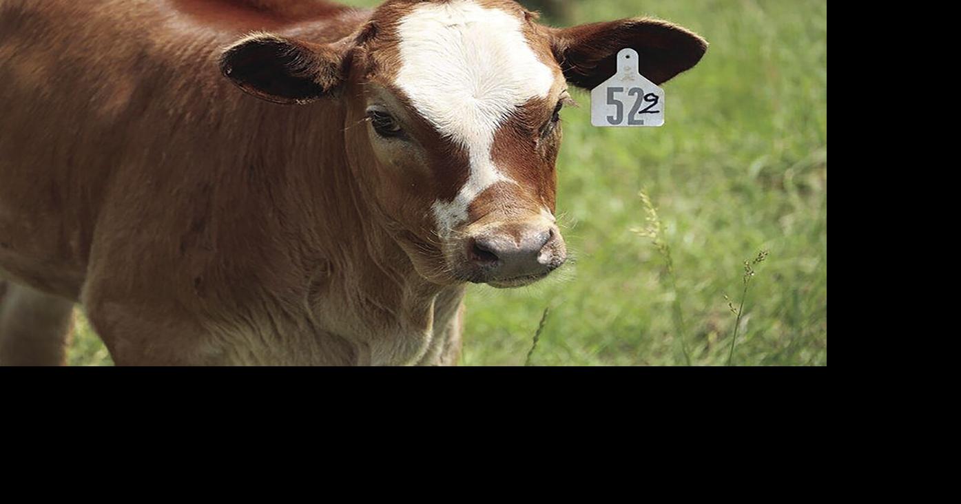 UAM cattle breeding program enters new phase | News | farmtalknews.com