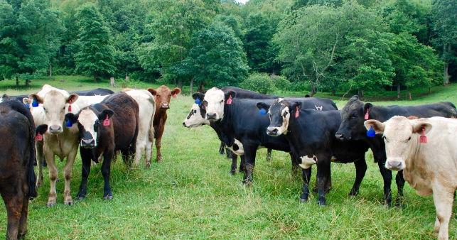 Cattle economics: Fall cattle price expectations | News | farmtalknews.com