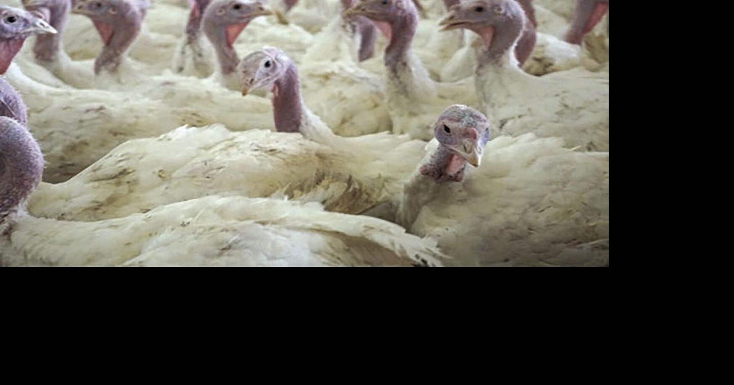 Histomoniasis (Blackhead) in poultry flocks | News | farmtalknews.com