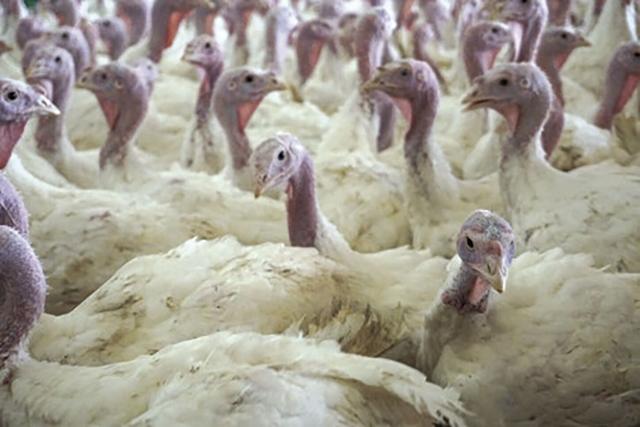 Histomoniasis (Blackhead) in poultry flocks | News | farmtalknews.com