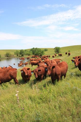 Building a multi-generational cattle operation | Archives ...