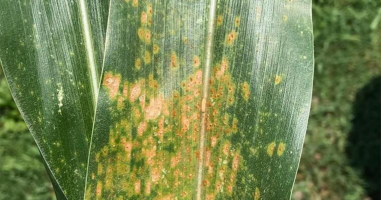 Southern rust can affect nutrient value of winter feed | News ...
