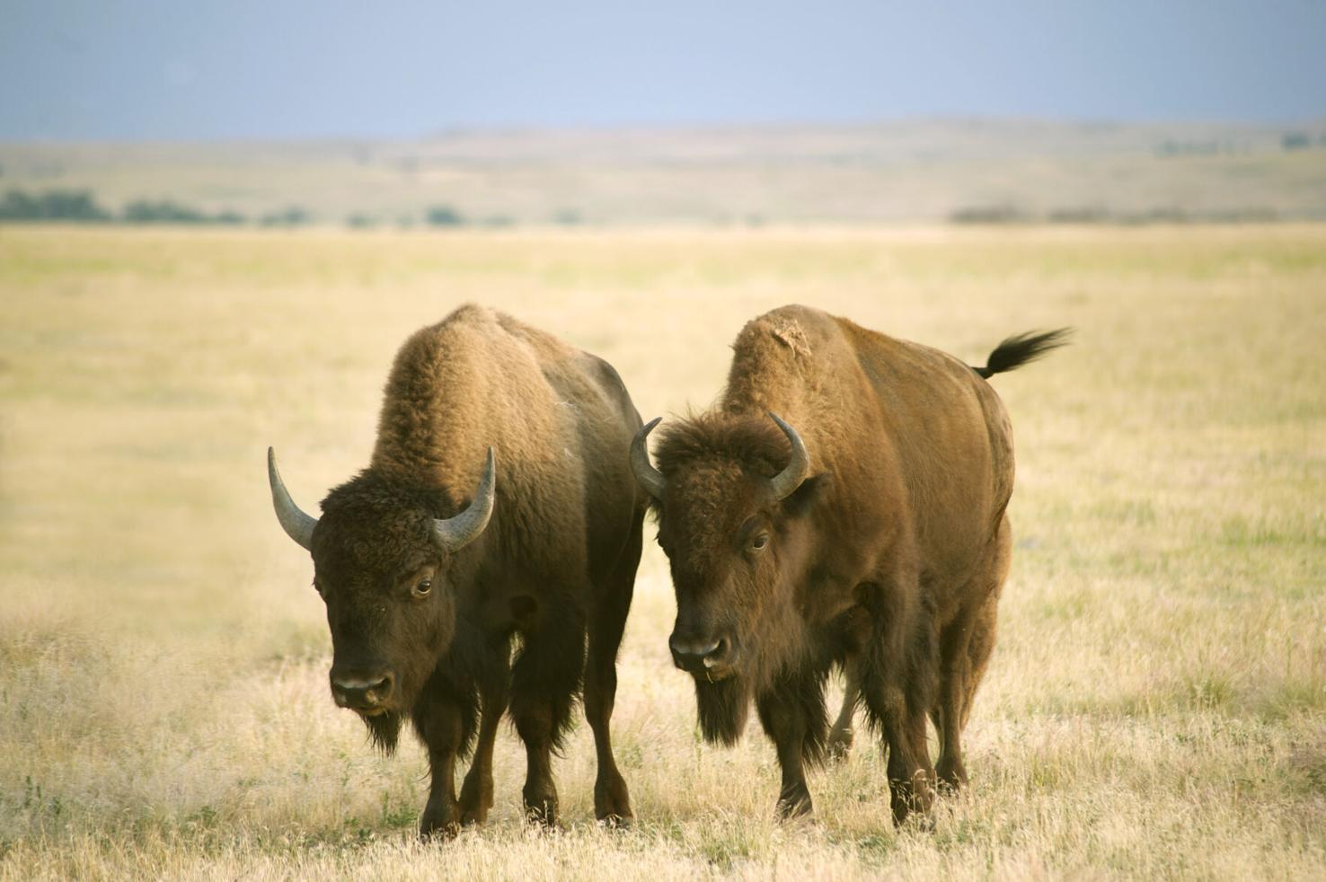 Beefalo: A unique composite blend of bison and beef cattle | News ...