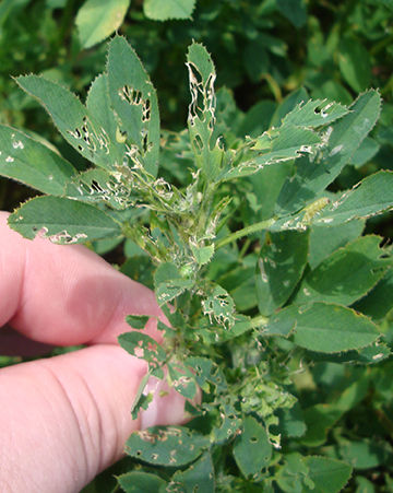 Weather effect on alfalfa weevil control | News | farmtalknews.com