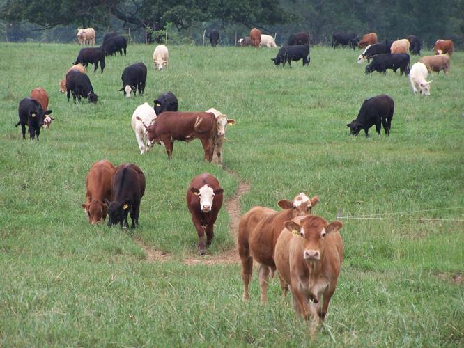 Energy-dense forages for beef and dairy cattle | News | farmtalknews.com