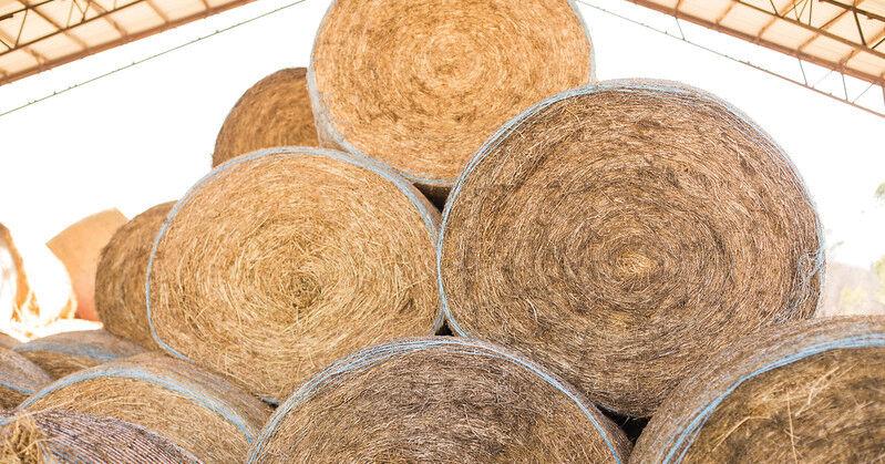 US hay stocks fall to lowest level since ’74; Arkansas hay production ...