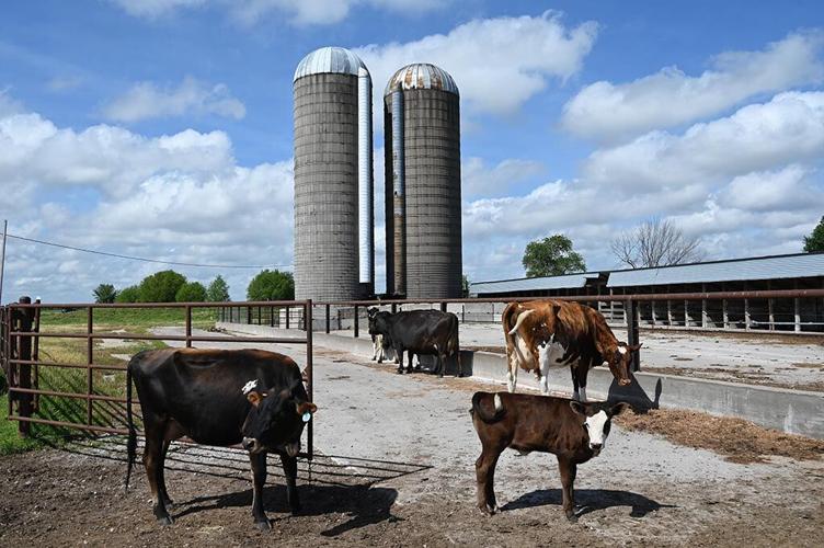 A raw milk revival: How rising demand is met by one family farm | News ...