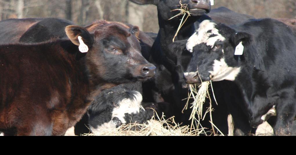 New rules for OTC livestock antibiotics | News | farmtalknews.com