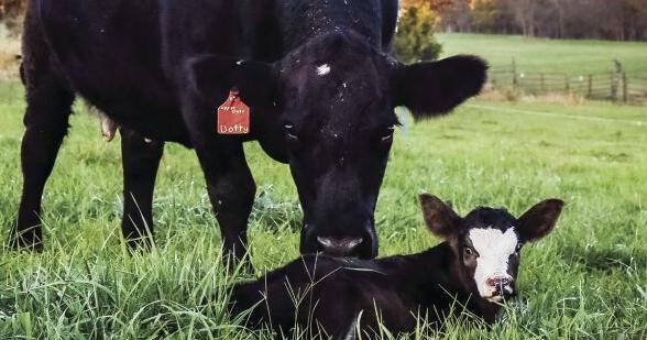 Research-based opportunities to streamline cow-calf systems | News ...