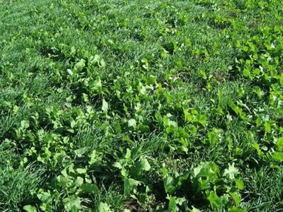 Planting spring oats and turnips in the fall for forage | News ...