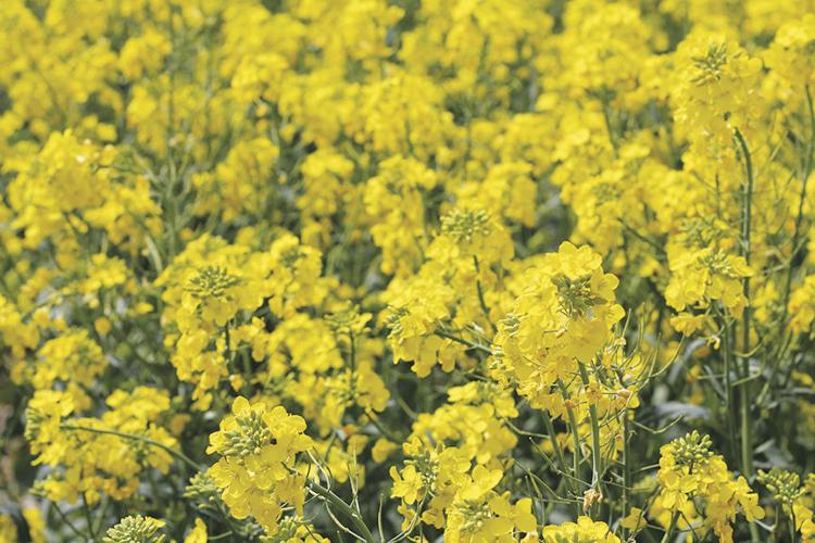 Oklahoma Winter Canola Field Tour highlights growing conditions, pest ...