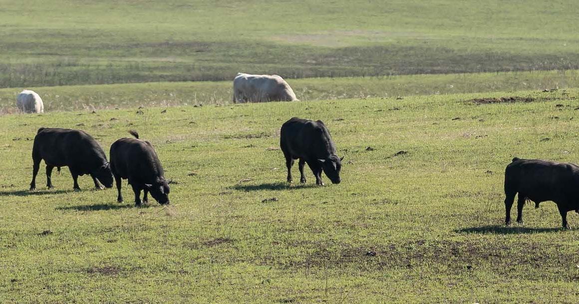 Cattle Chat: Bull evaluations pre-breeding | News | farmtalknews.com