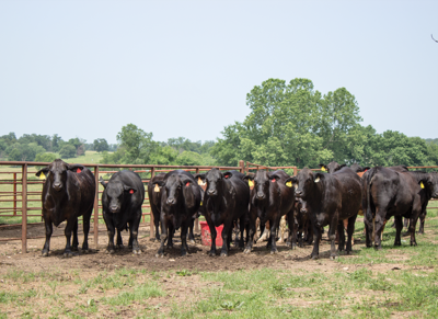 Take the conflict out of working livestock with low-stress cattle ...