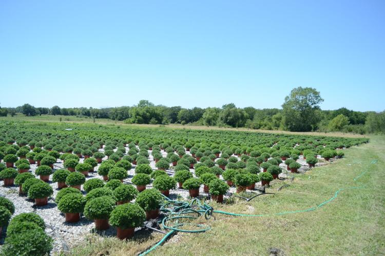 Lewis Farms grows community fundraising opportunities with floral ...