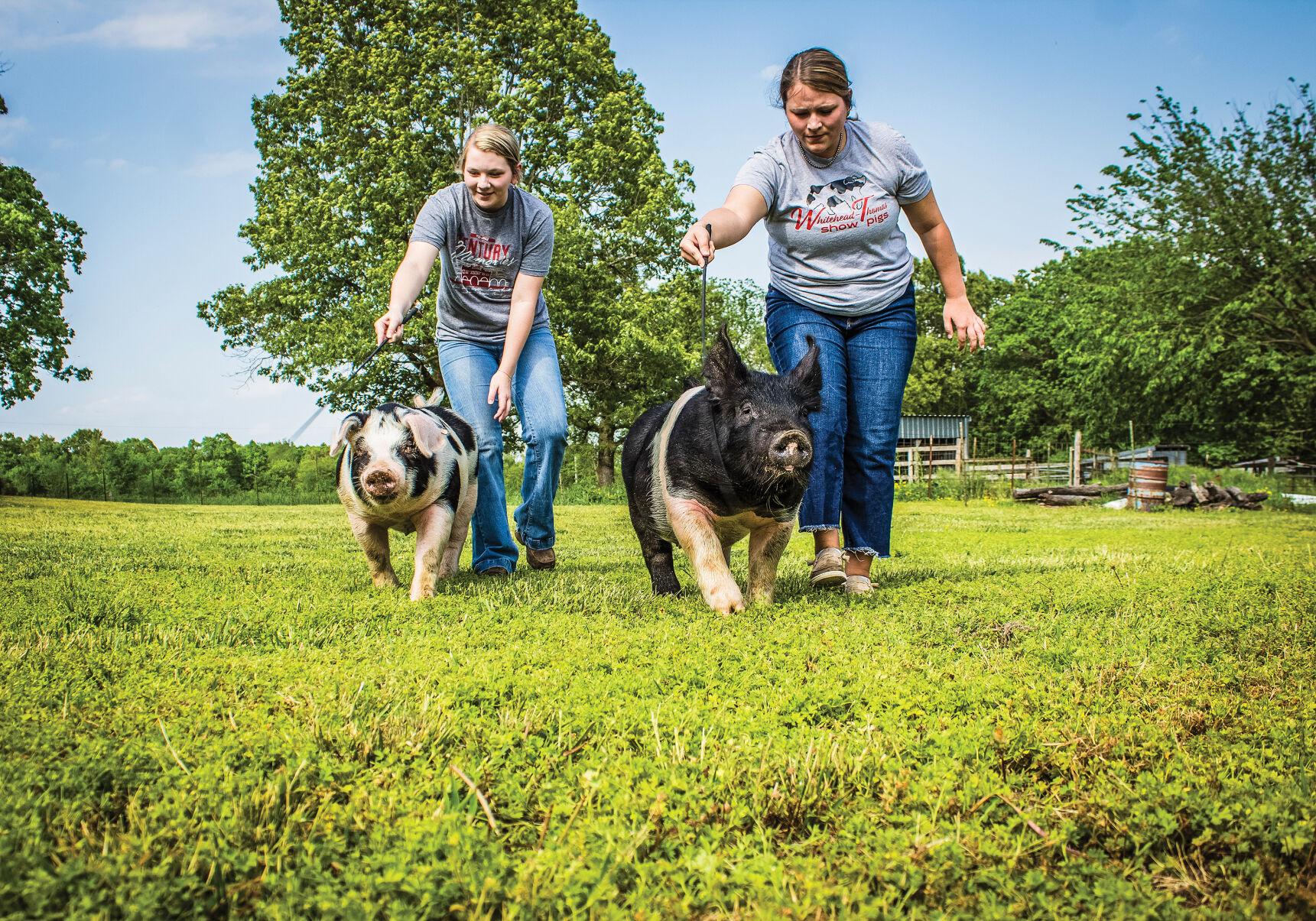 Happy pigs, handlers at Whitehead-Thomas Show Pigs | News ...