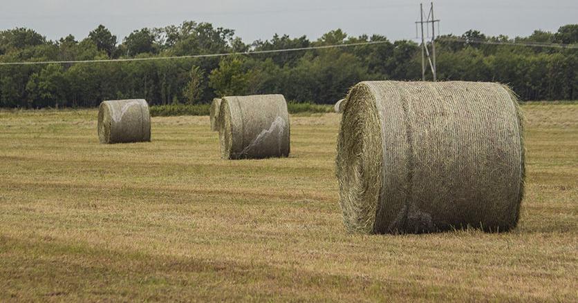Rained on hay: Is it any good? | News | farmtalknews.com