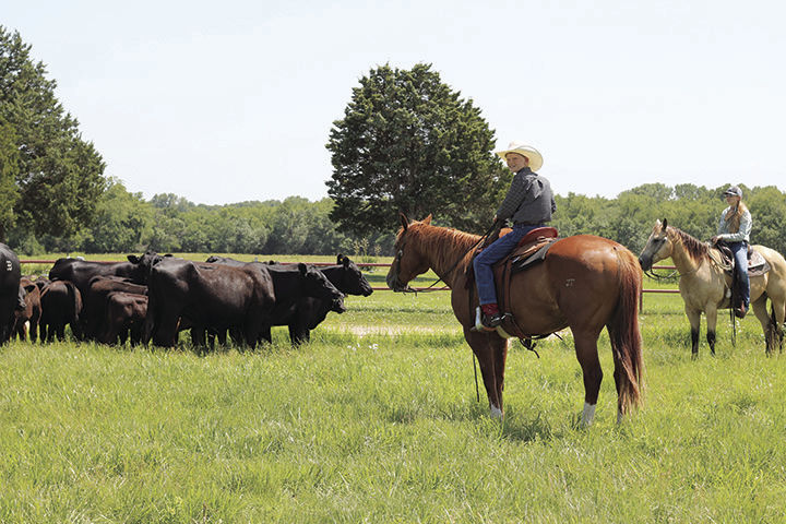 Dalebanks Angus Ranch gathering builds community in the beef industry ...