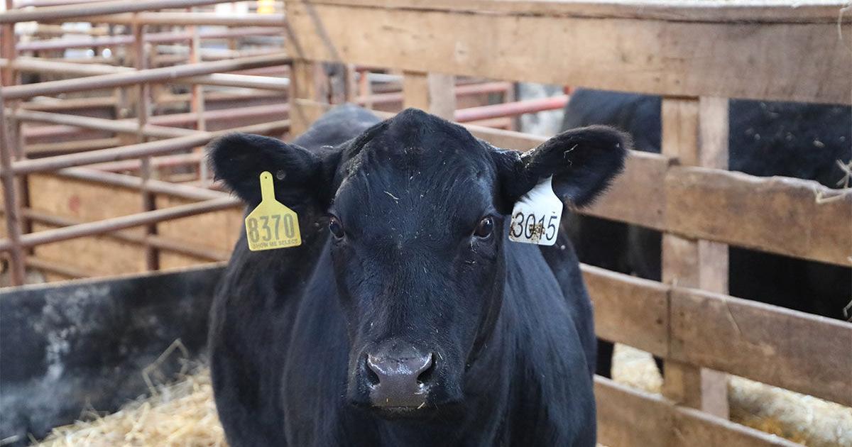 Genetics for a better cow herd | News | farmtalknews.com