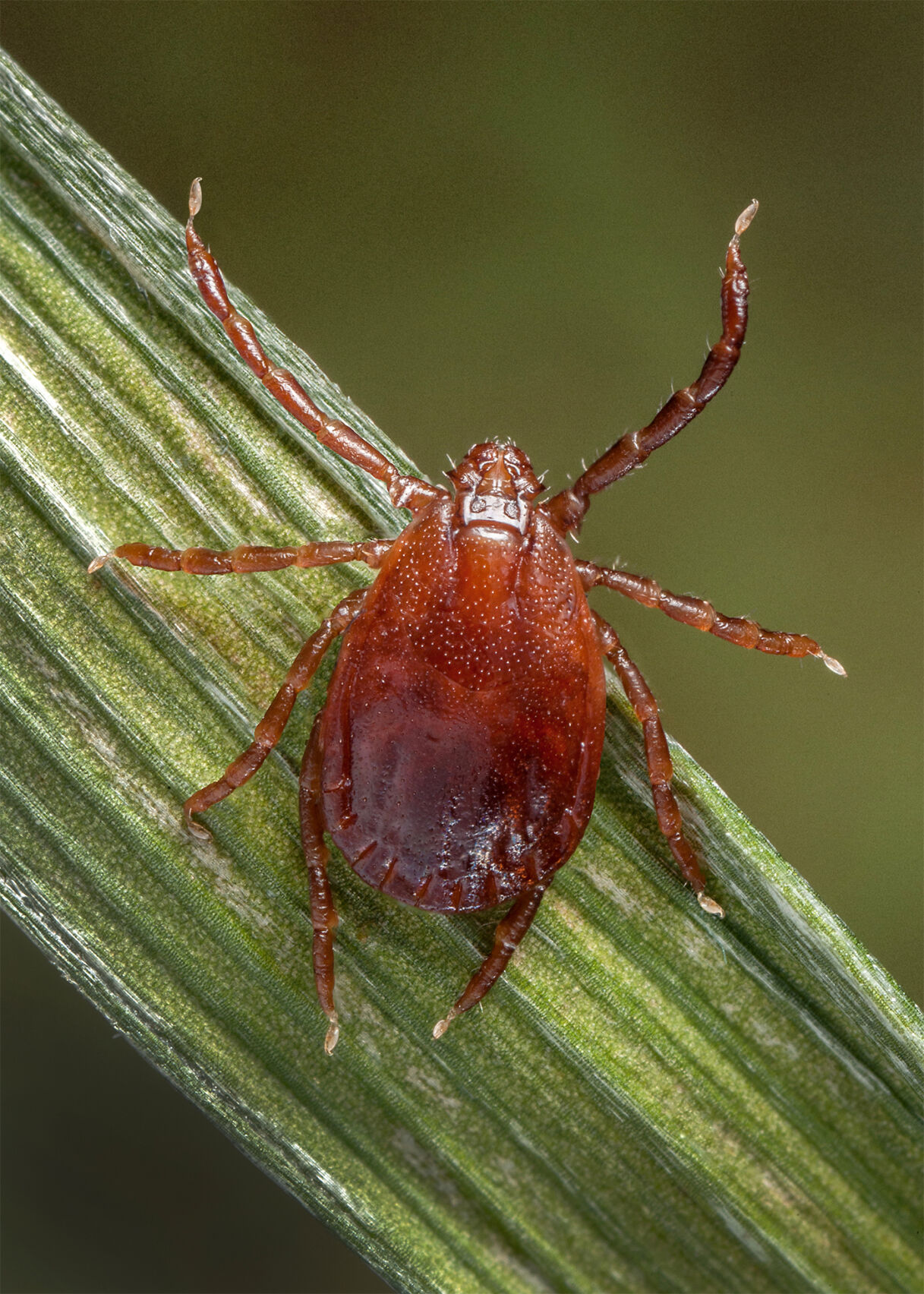 Longhorned tick found in 3 areas of Missouri | News | farmtalknews.com