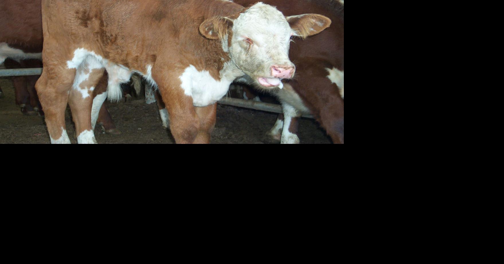 Bovine Respiratory Disease in cow-calf herds | News | farmtalknews.com