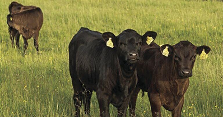 Reports indicate more problems with fescue foot following drought ...