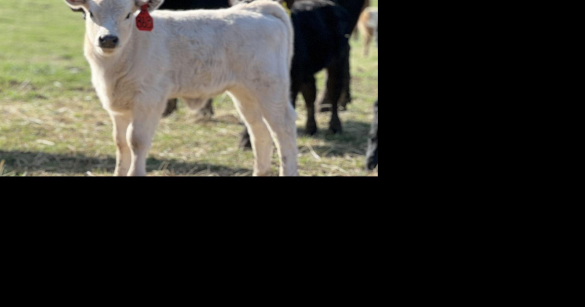 Cattle Genomics: Evaluating the whole picture | News | farmtalknews.com