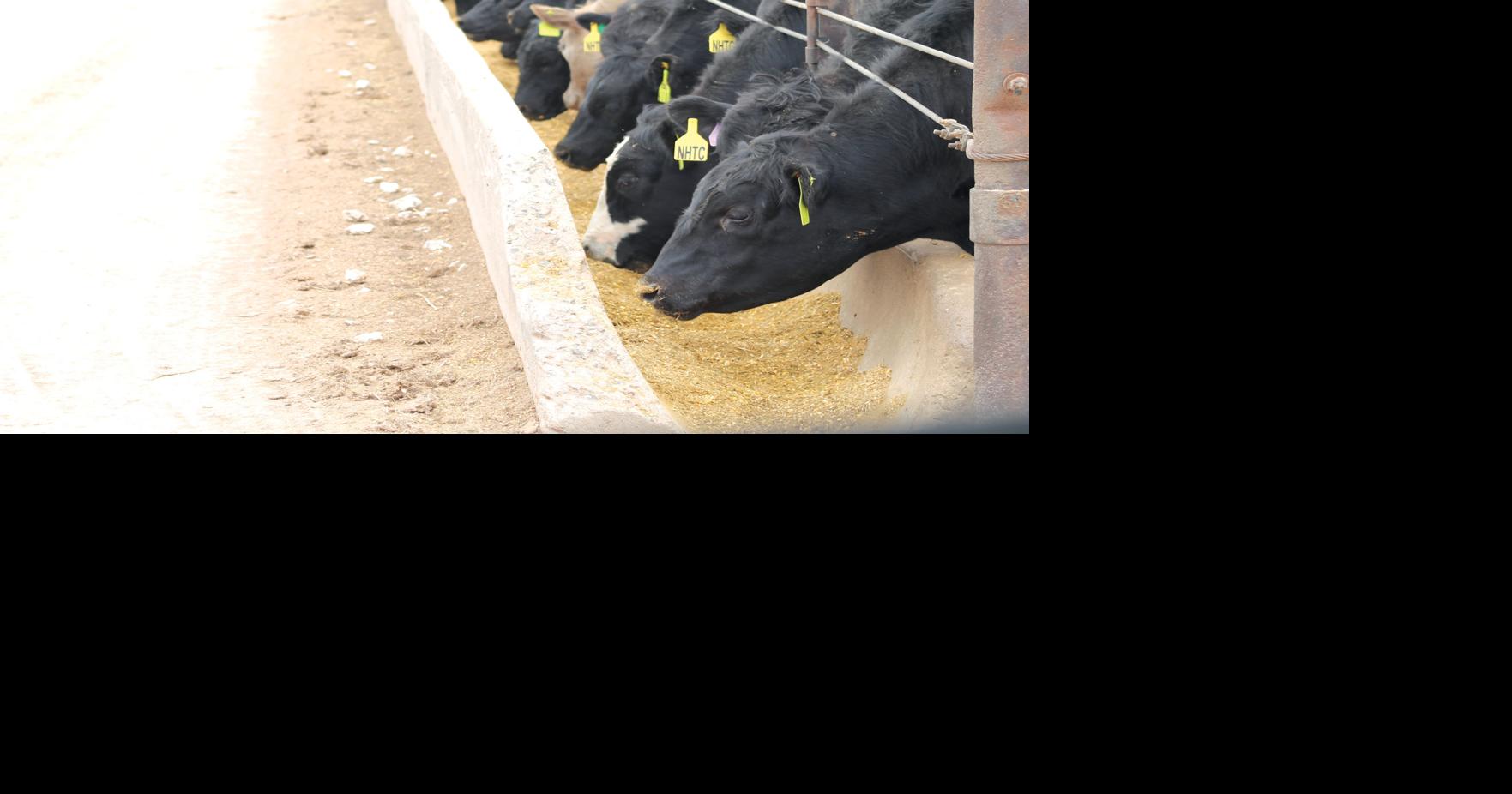 Cattlemen, connection define 37 years of Oklahoma Steer Feedout program ...