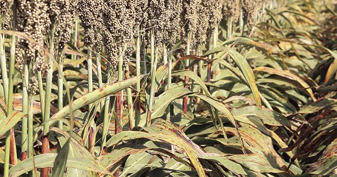 Plan pre-emergence herbicides for grain sorghum | News | farmtalknews.com