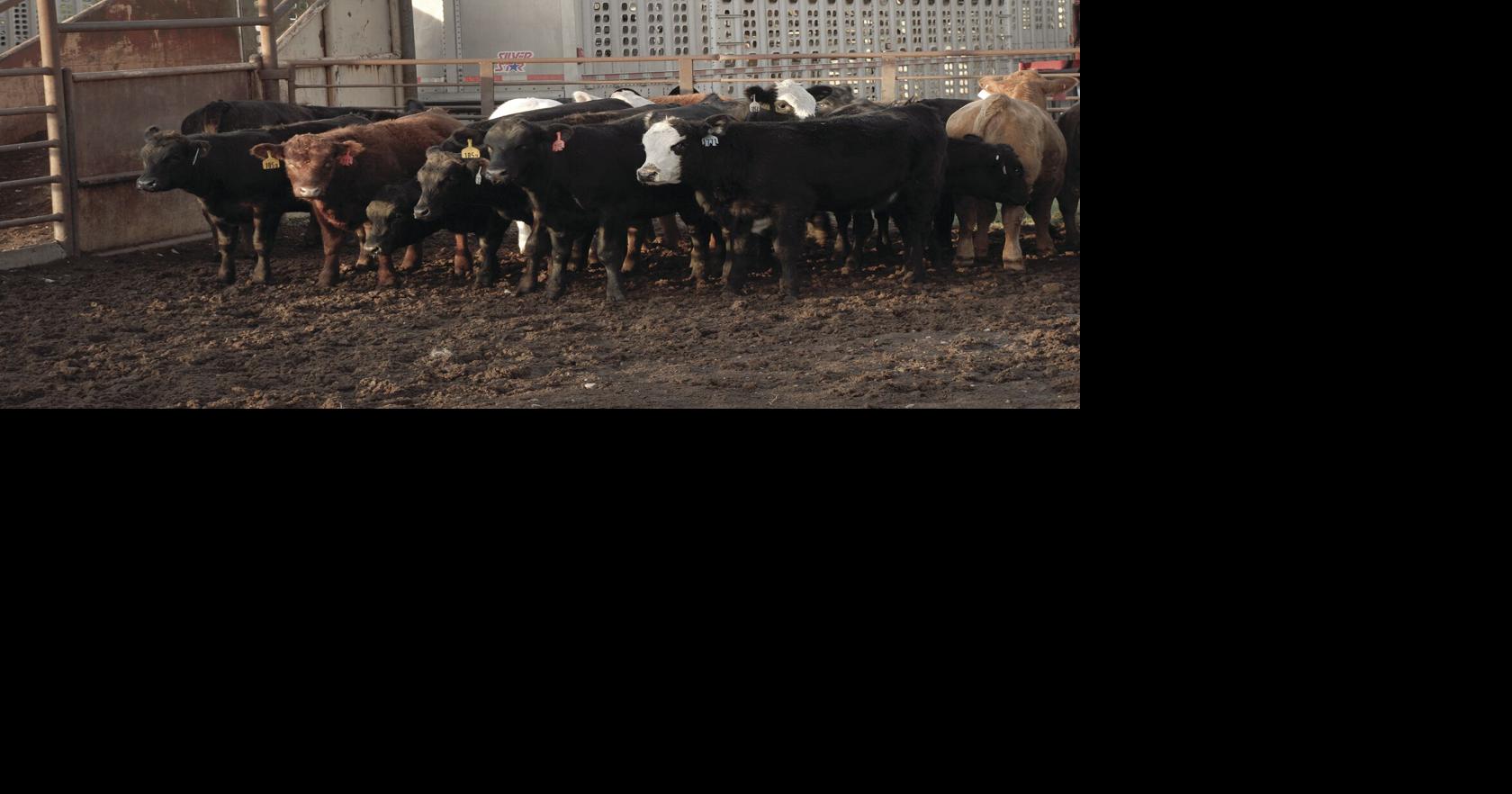 Cattle Handling: Sweep tubs vs. Bud Box | News | farmtalknews.com