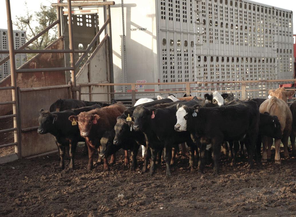 Cattle Handling: Sweep tubs vs. Bud Box | News | farmtalknews.com